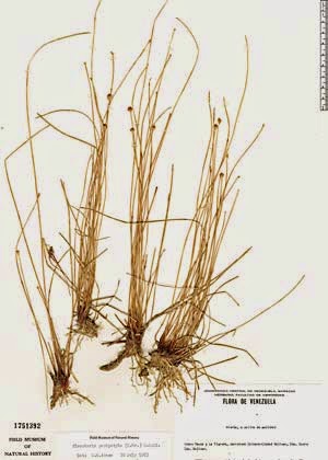 Flora de Puerto Rico Ilustrada Papo Vives: CYPERACEAE ELEOCHARIS ...