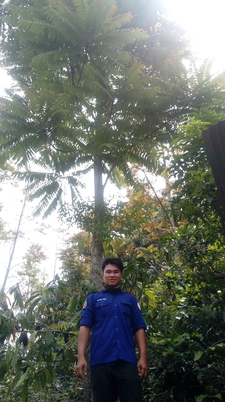 Tanaman Kehutanan: Pohon Suren