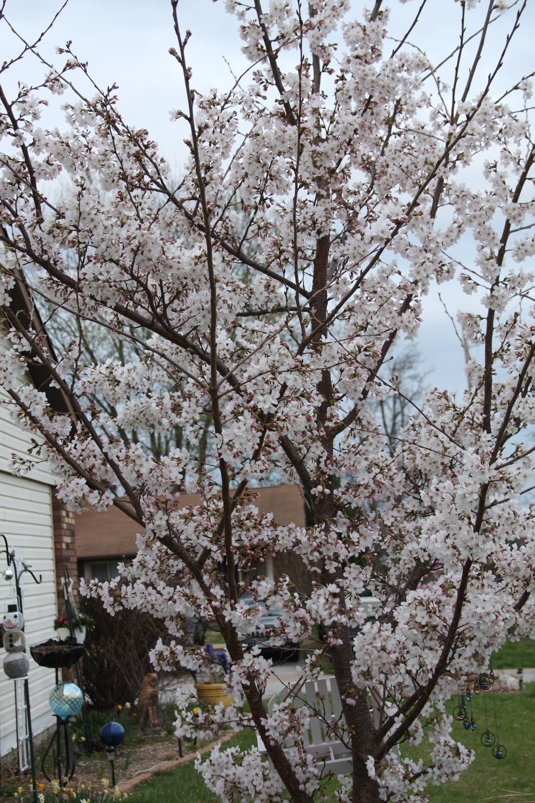 Kranky Granny: Durant Ashmore and the curse of the Bradford Pear Tree
