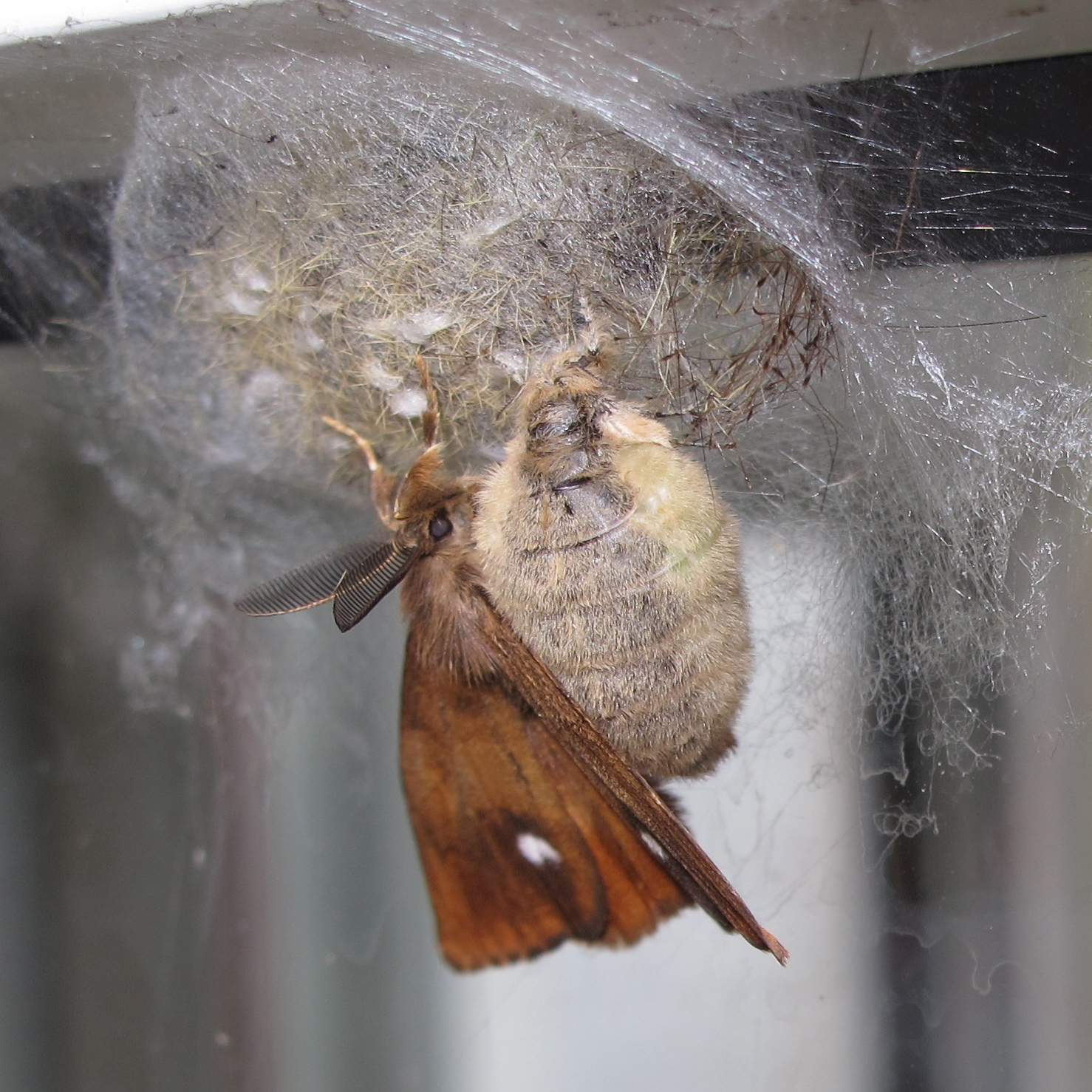 BugBlog: The weird and wonderful Vapourer Moth