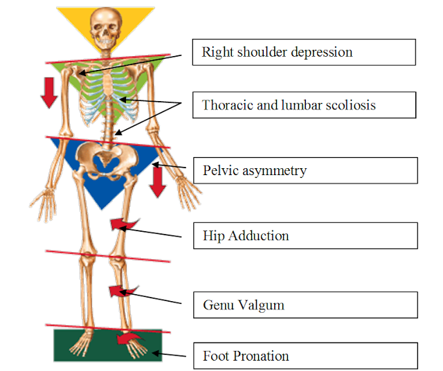 Teacher Training: Kinetic Chain