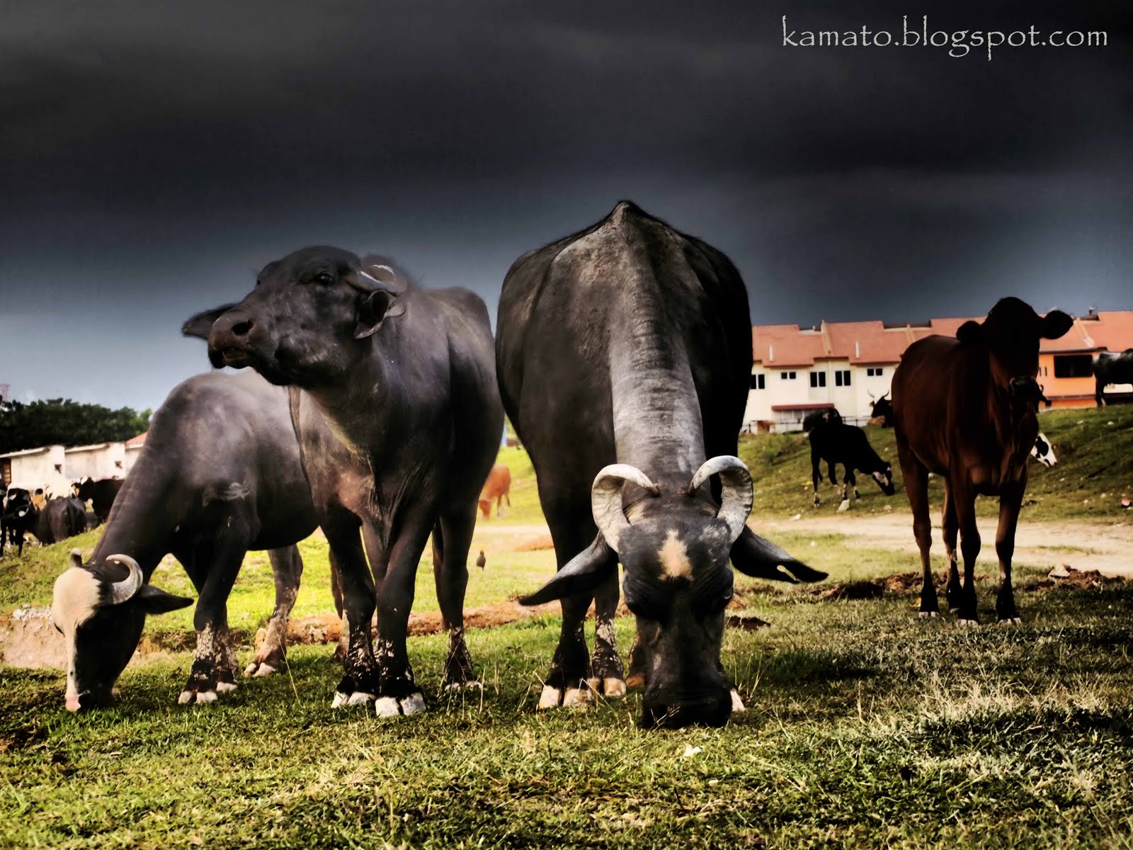 KAMATO: Lembu dan Perumahan