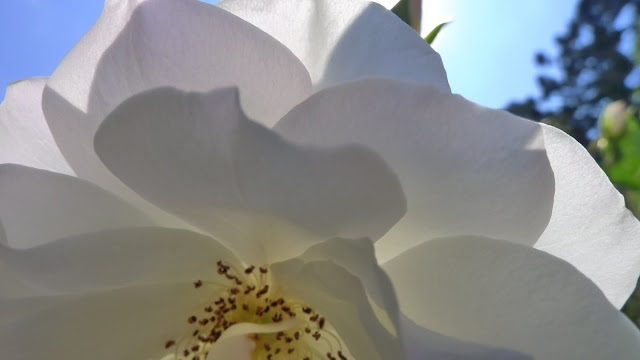 Lavender and Vanilla; Friends of the Gardens: Hello September; first ...