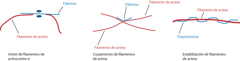 el moderno prometeo: Citoesqueleto: Microfilamentos.