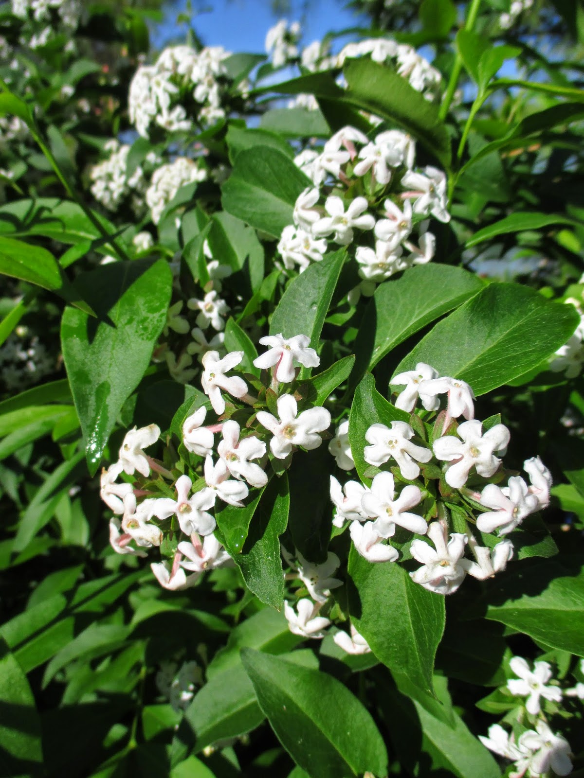 Rotary Botanical Gardens - Hort Blog: Fragrant Abelia for Scent!