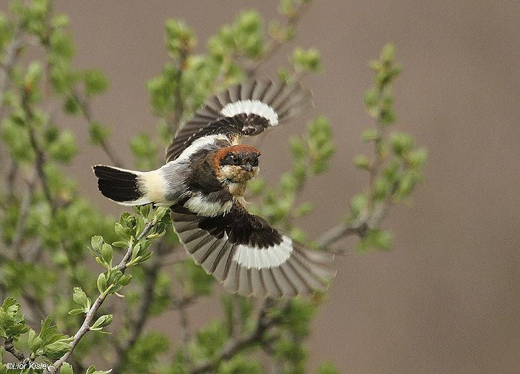 Variety of Life: Lanius