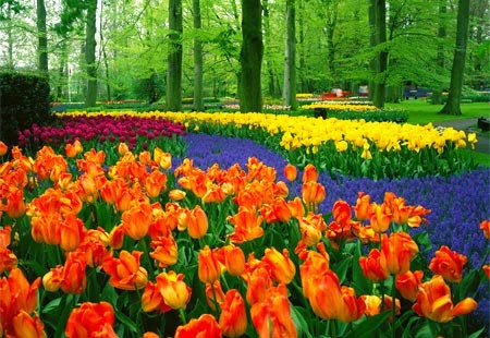 Gambar-gambar bunga terindah di dunia dan Tercantik | Gambar-gambar ...