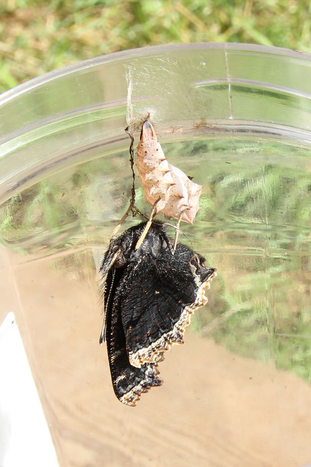 Rickshaw Unschooling: Mourning Cloak Butterflies' Destructive Babies