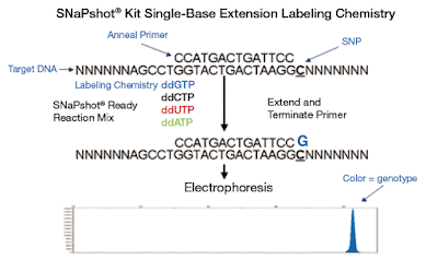 Chromatin Immunoprecipitation Sequencing: You now SNP Genotyping by ...