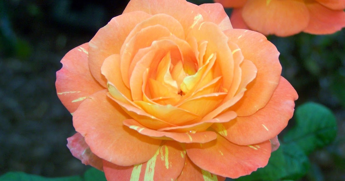 Welcome Home Blog: My Mom's Rose Bush