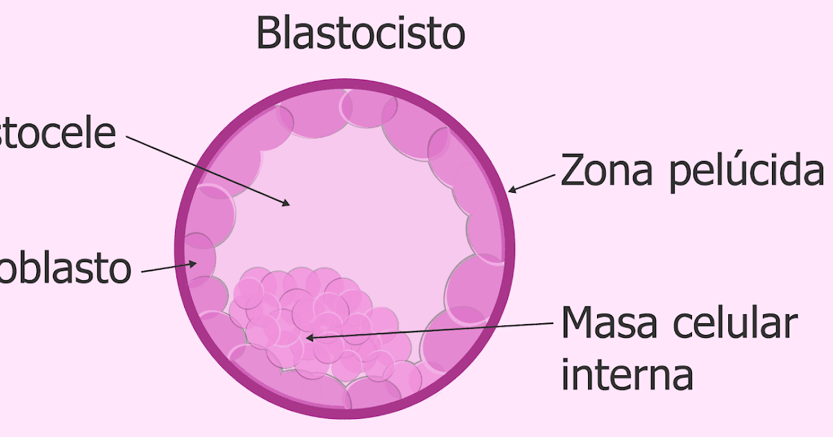 HISTO - EMBRIOLOGÍA : BLASTOCISTO
