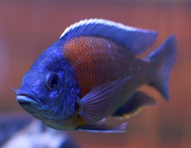 Nature Lover: Cichlid Fish