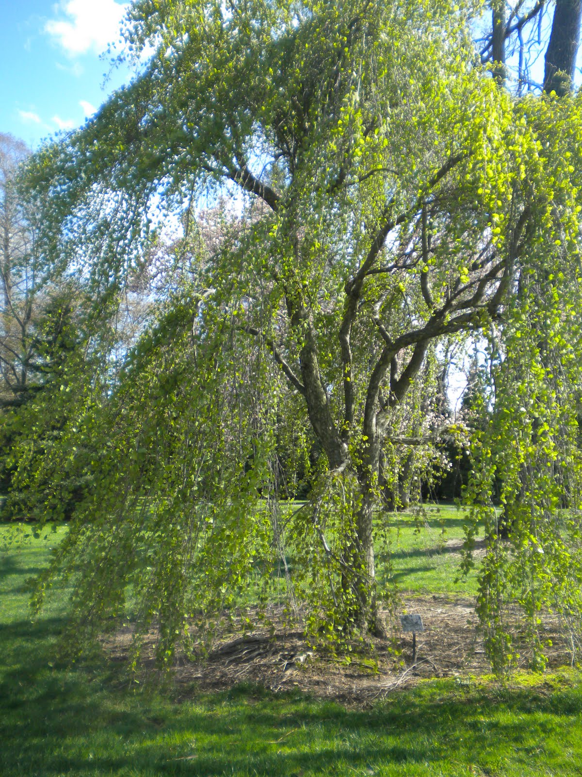 The Trees of Swarthmore's Campus: Katsua Tree, Cercidiphyllum japonicum