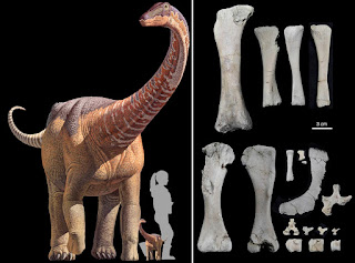 Species New to Science: [Paleontology • 2016] A Tiny Titanosaur ...