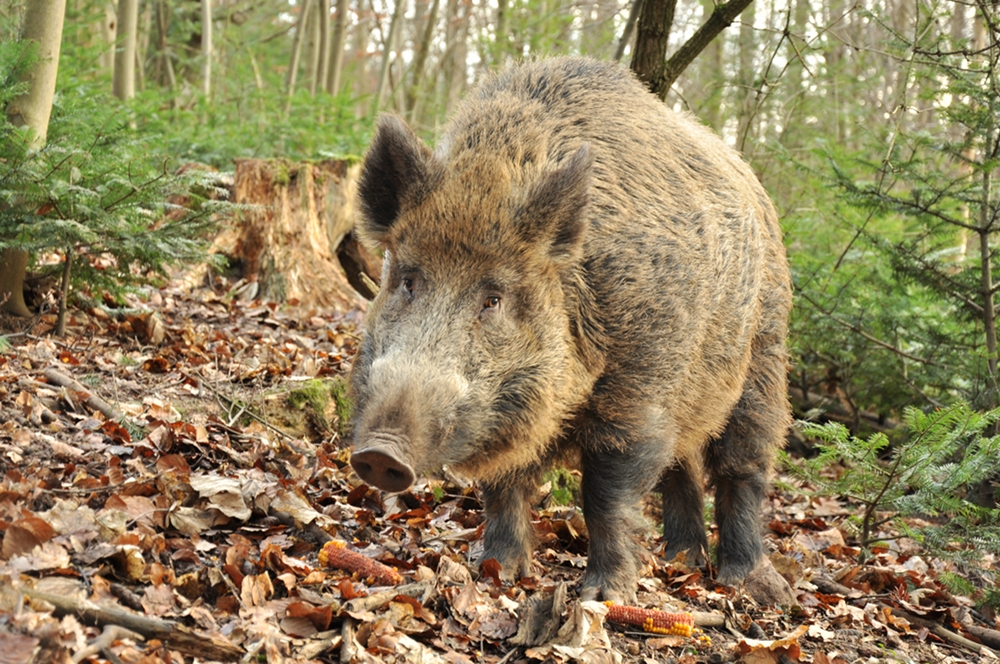 Mammifères d'Europe