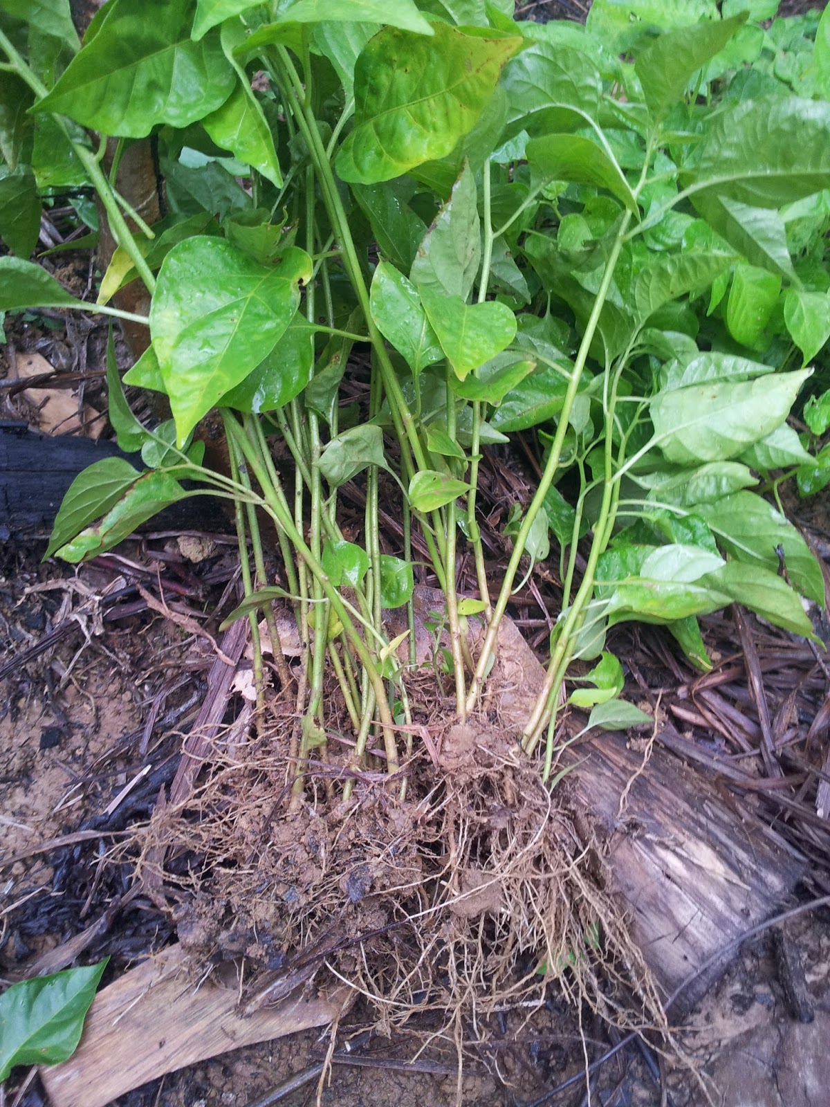 Tanaman Halia: Tanaman Cili Padi yang kedua.