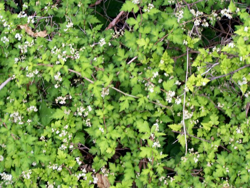 Future Plants by Randy Stewart: Stephanandra