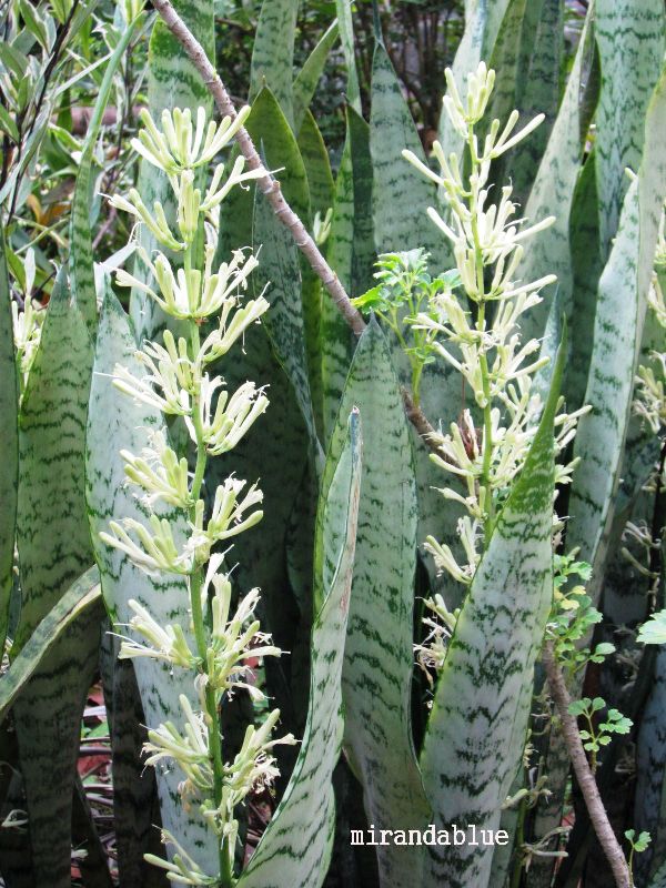 Live in the Moment: Tiger's Tail