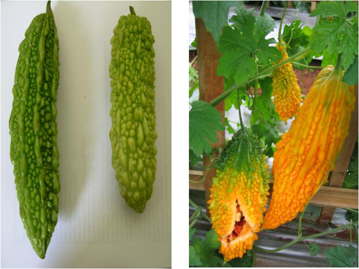 BUDIDAYA PARIA - TANAM SAYURAN