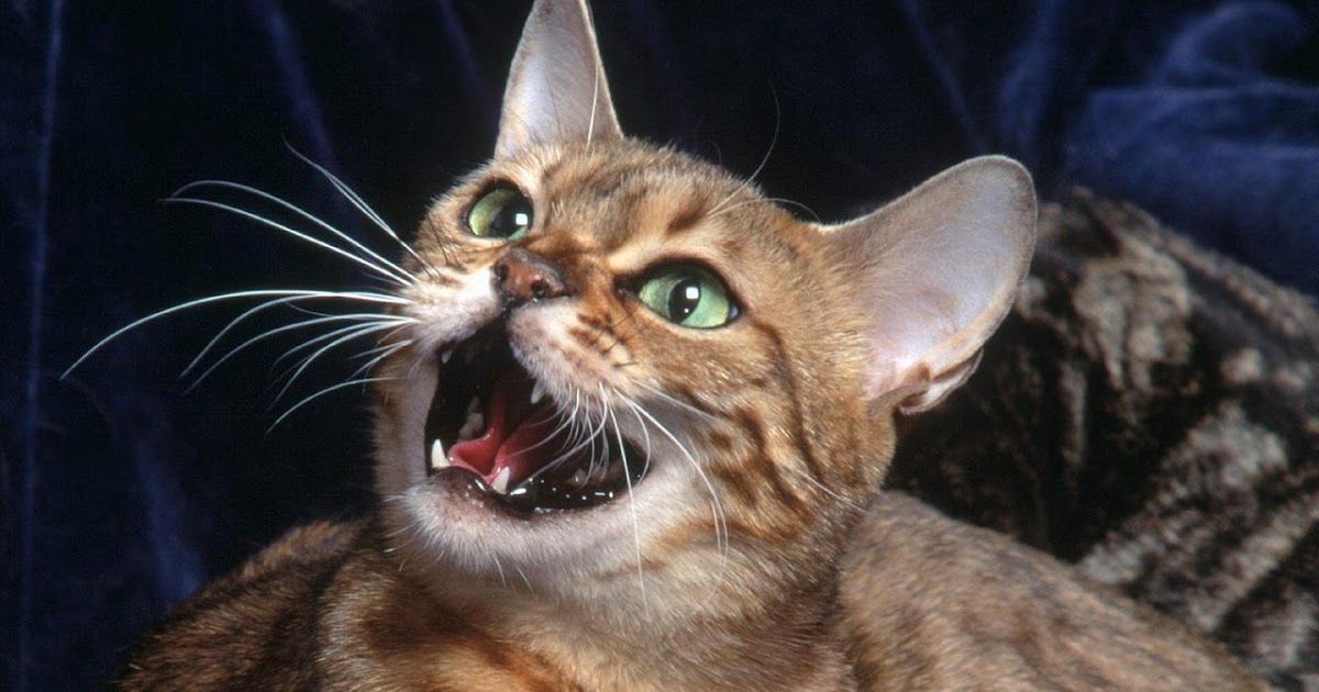 Perawatan Kucing: Kucing lucu lagi mangap (ngakak)