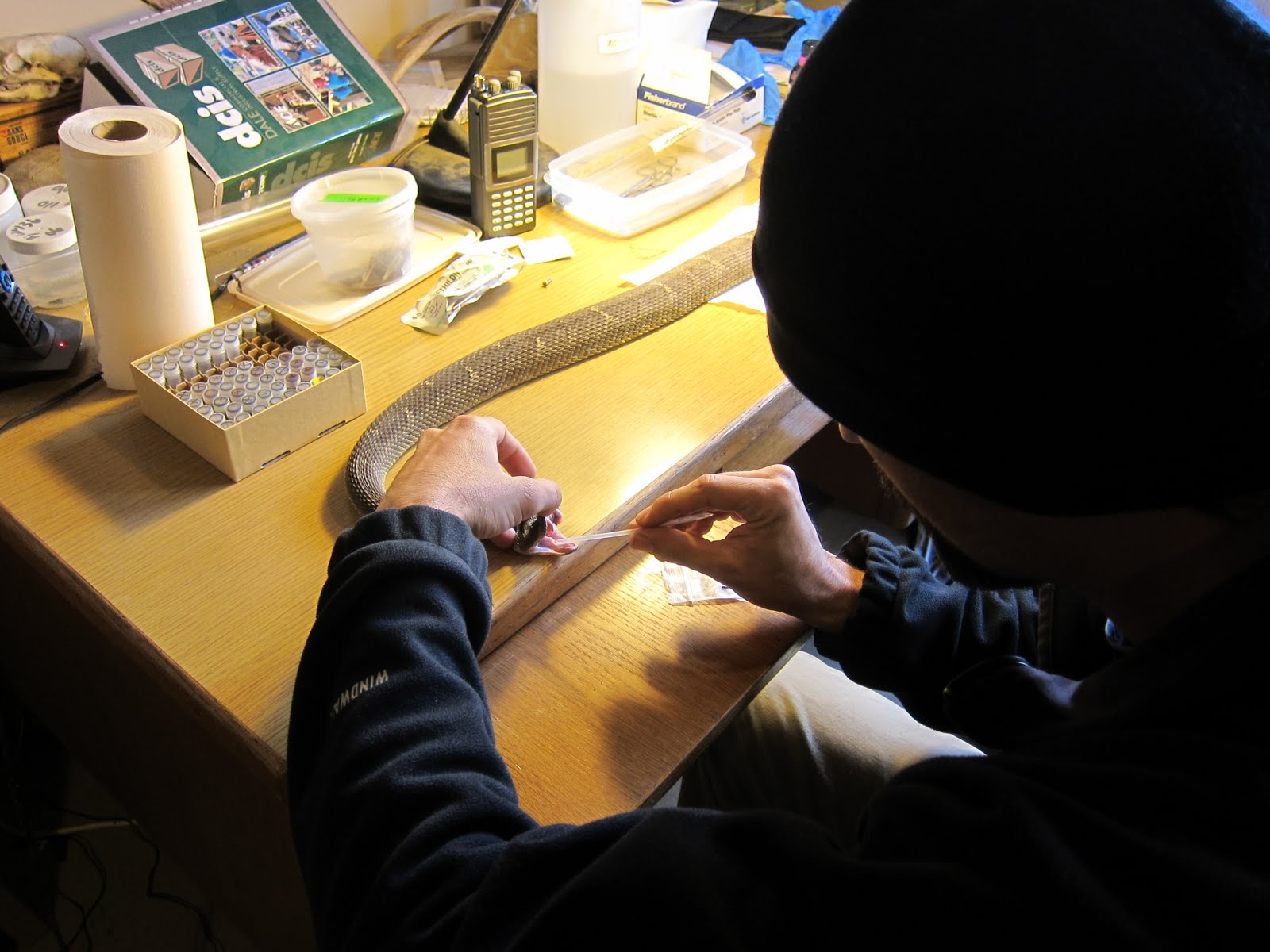 Strike, Rattle, & Roll: My First Snake Surgery!