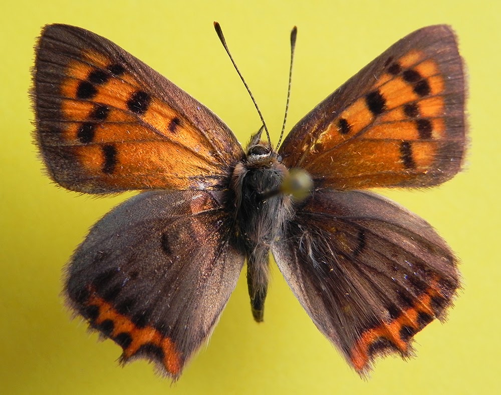 MARIPOSAS (BUTTERFLIES): Subfamilia LYCAENINAE (Familia LYCAENIDAE)