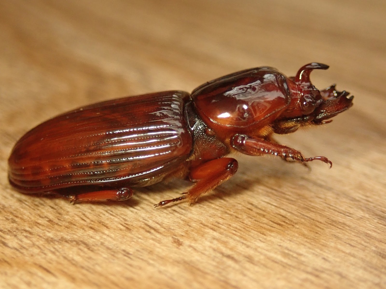 Springfield Plateau: Mite-y Bess Beetles