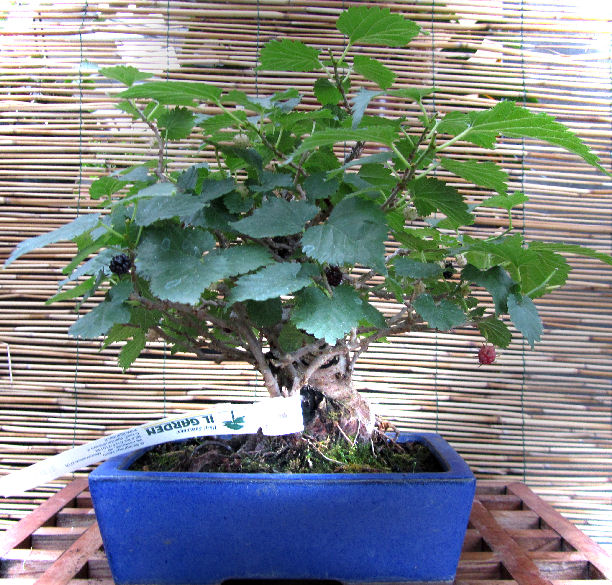 Amora Black Mulberry - Amoreira (Árvore) - Morus nigra