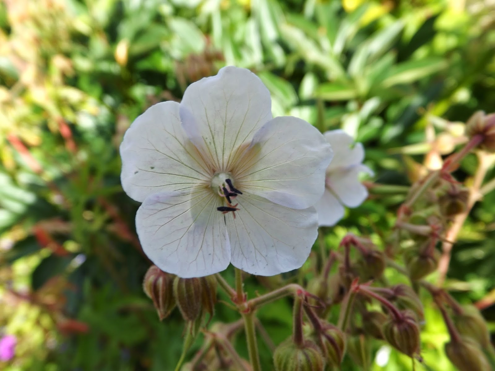 Le Jardin de la Salamandre: Geranium pratense var. pratense f ...