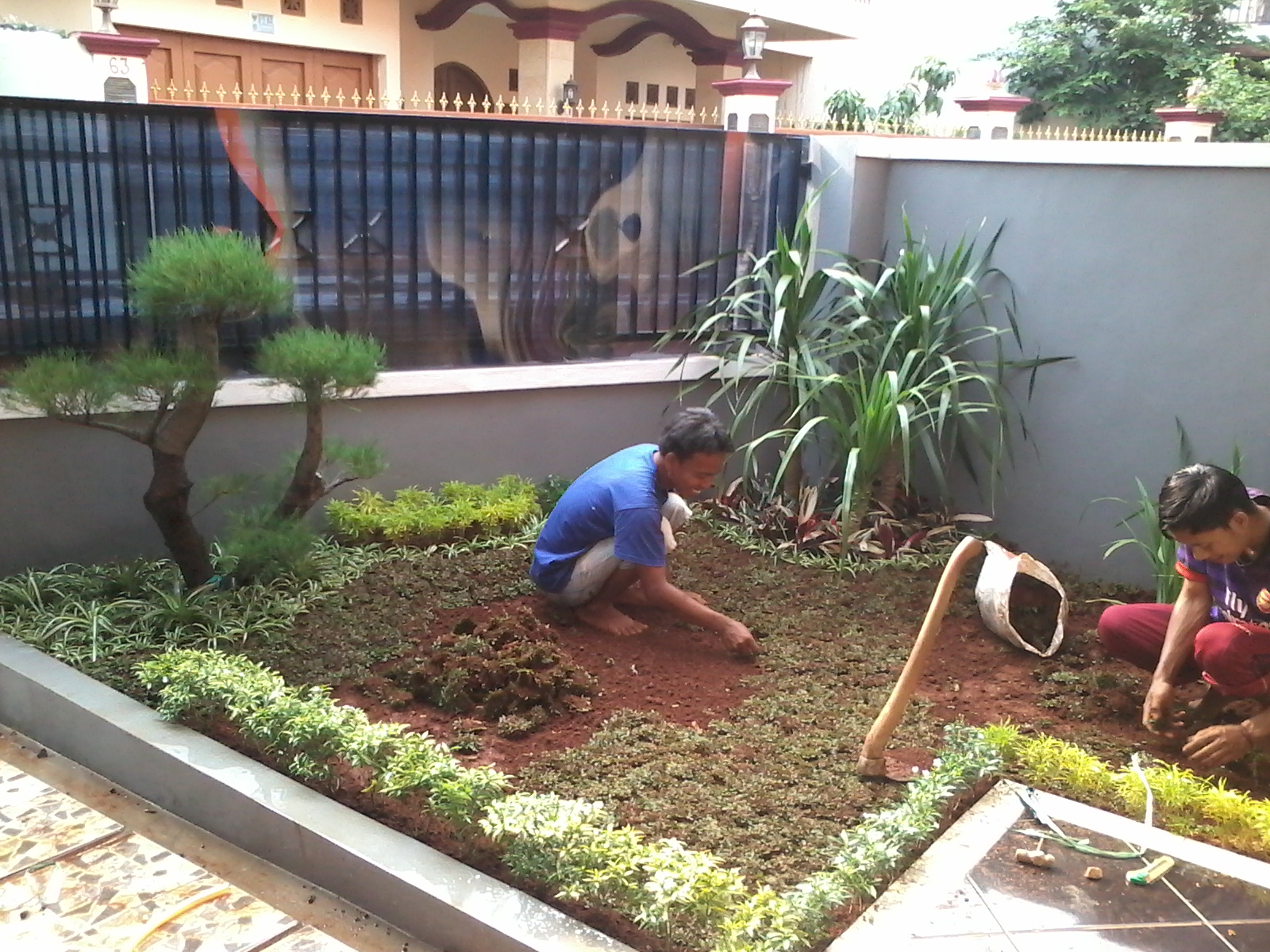 Jual Rumput Gajah Mini Di Pamulang ~ Tukang Taman Serpong BSD TLP ...