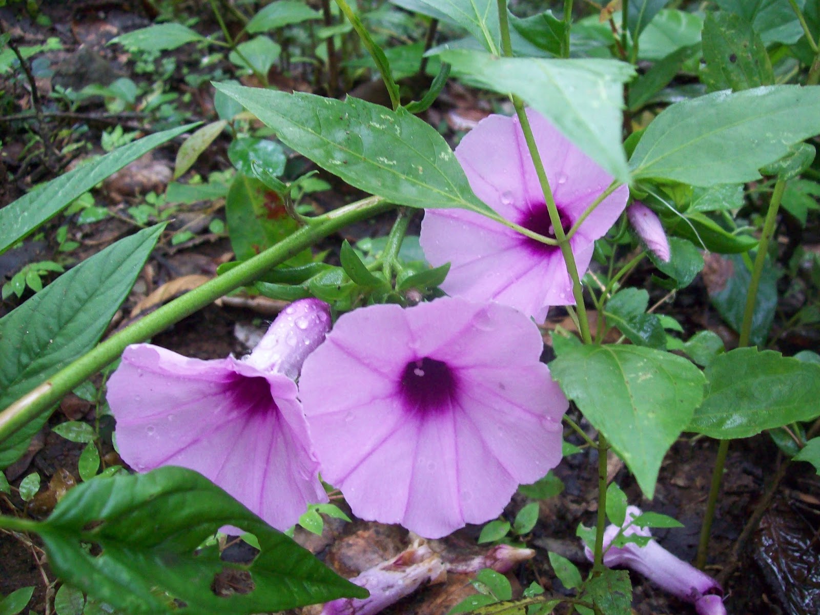 gardentropics: July 2015