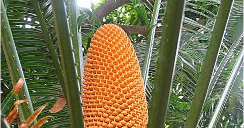 Strobilus Jantan Dan Betina Pada Pakis Haji Pics