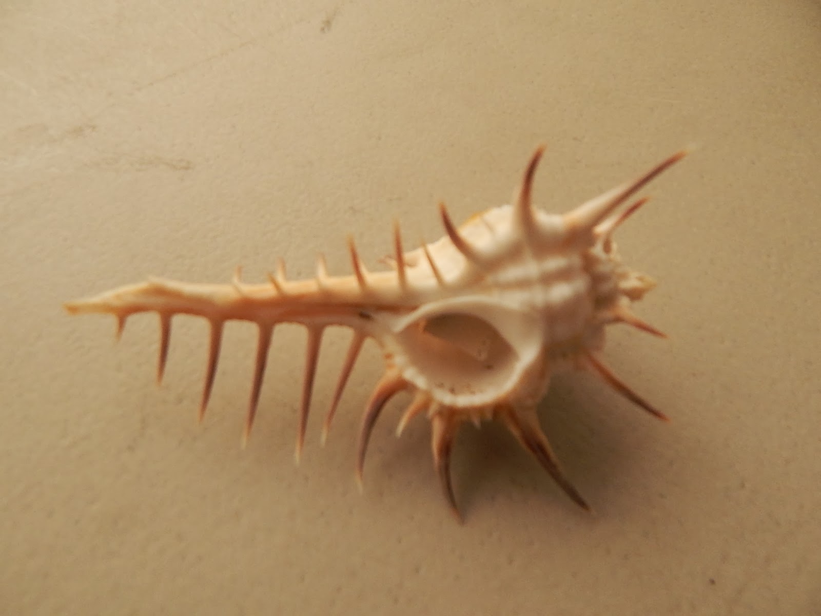 conchas y caracoles: Murex scolopax