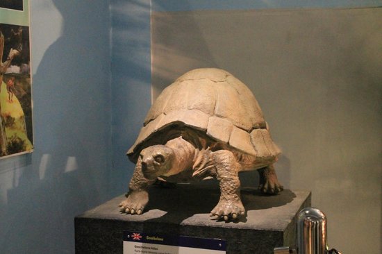 13ribu+ Koleksi Fosil Manusia Purba Museum Purbakala Sangiran ...