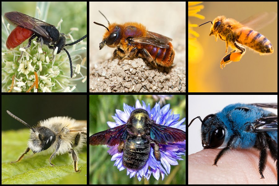 "Pito Real" - Ornitología: 10 datos que cambiarán tu percepción de las ...