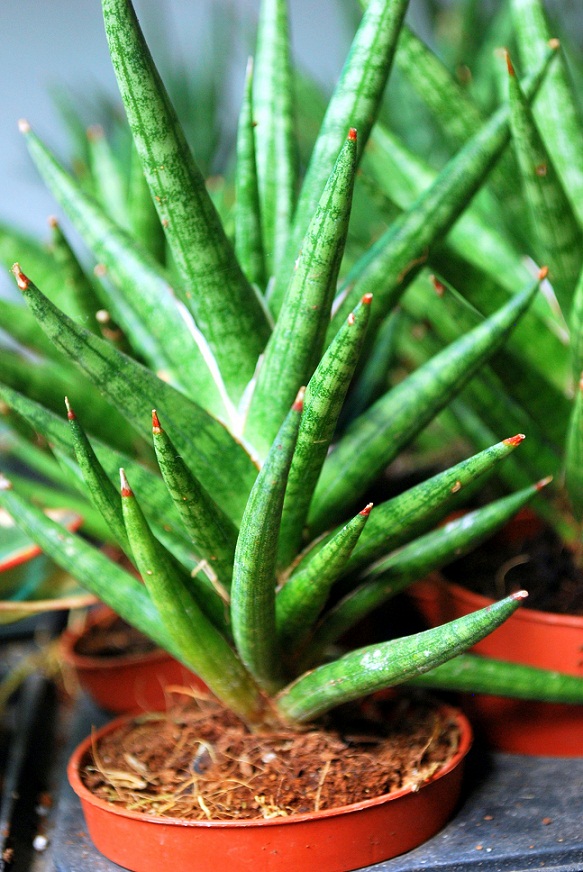 Hydroculture Plants: Spiky Plant
