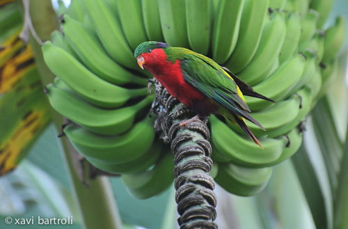 Un planeta lleno de islas: El 'ura o lori de Rimatara