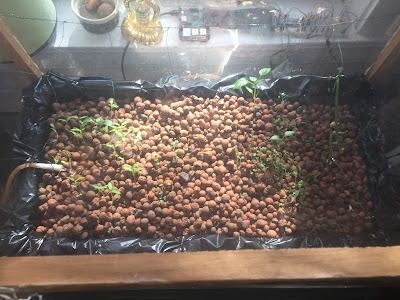 Raspberry Pi Powered Hydroponics: Raspberry Pi Powered Hydroponics ...