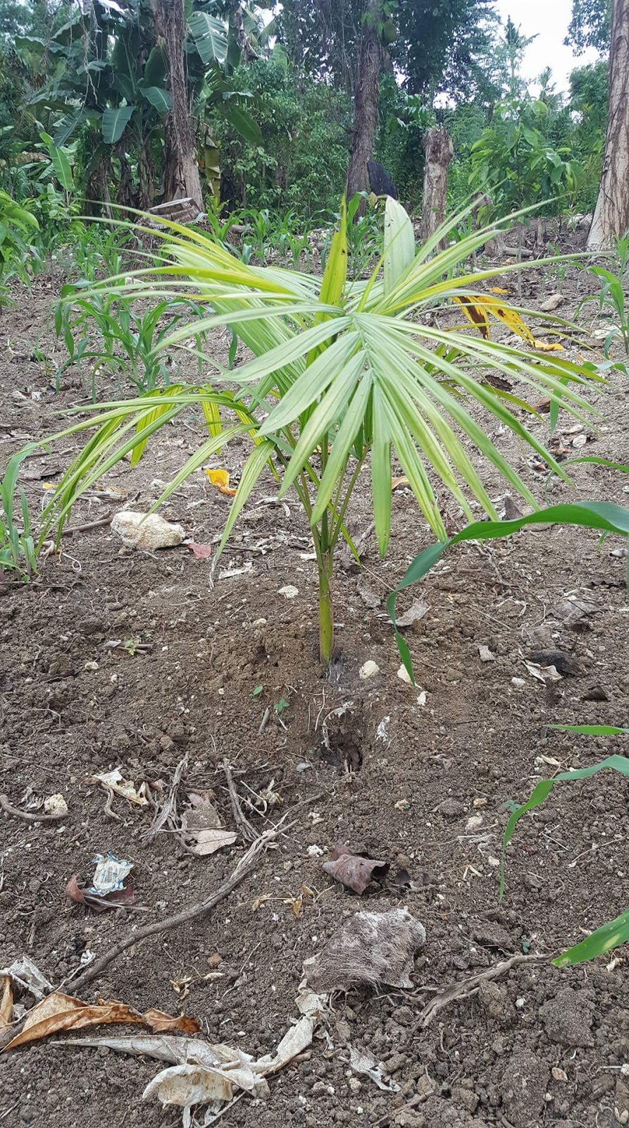 Tropical Appetites - a passion for people and planet