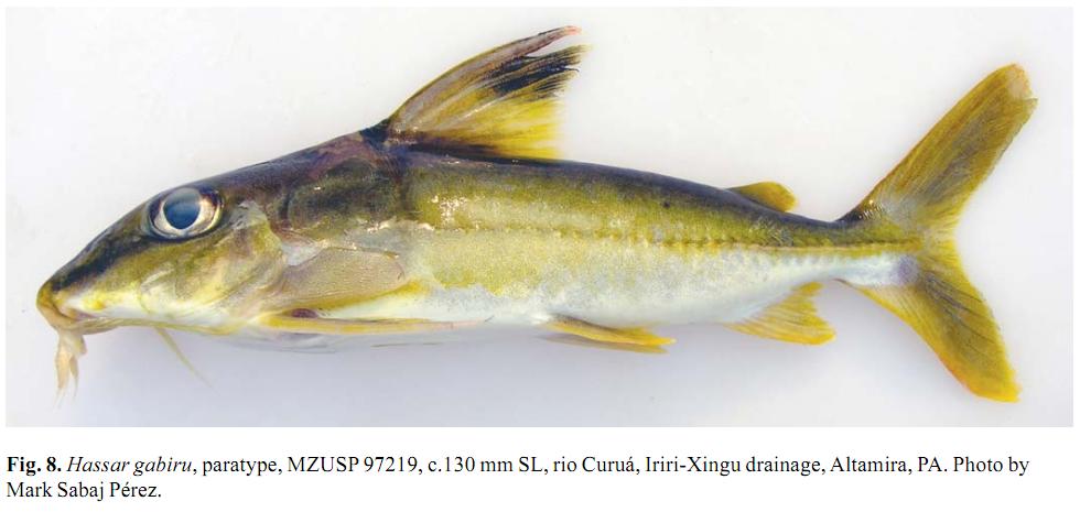 Species New to Science: [Ichthyology • 2011] Taxonomic revision of ...