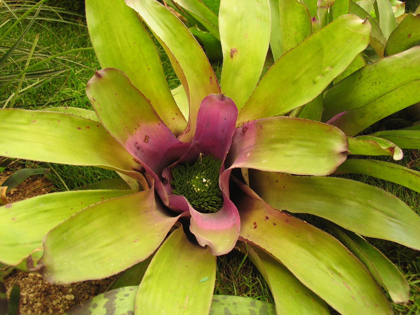 Bromélias (Bromeliaceae)