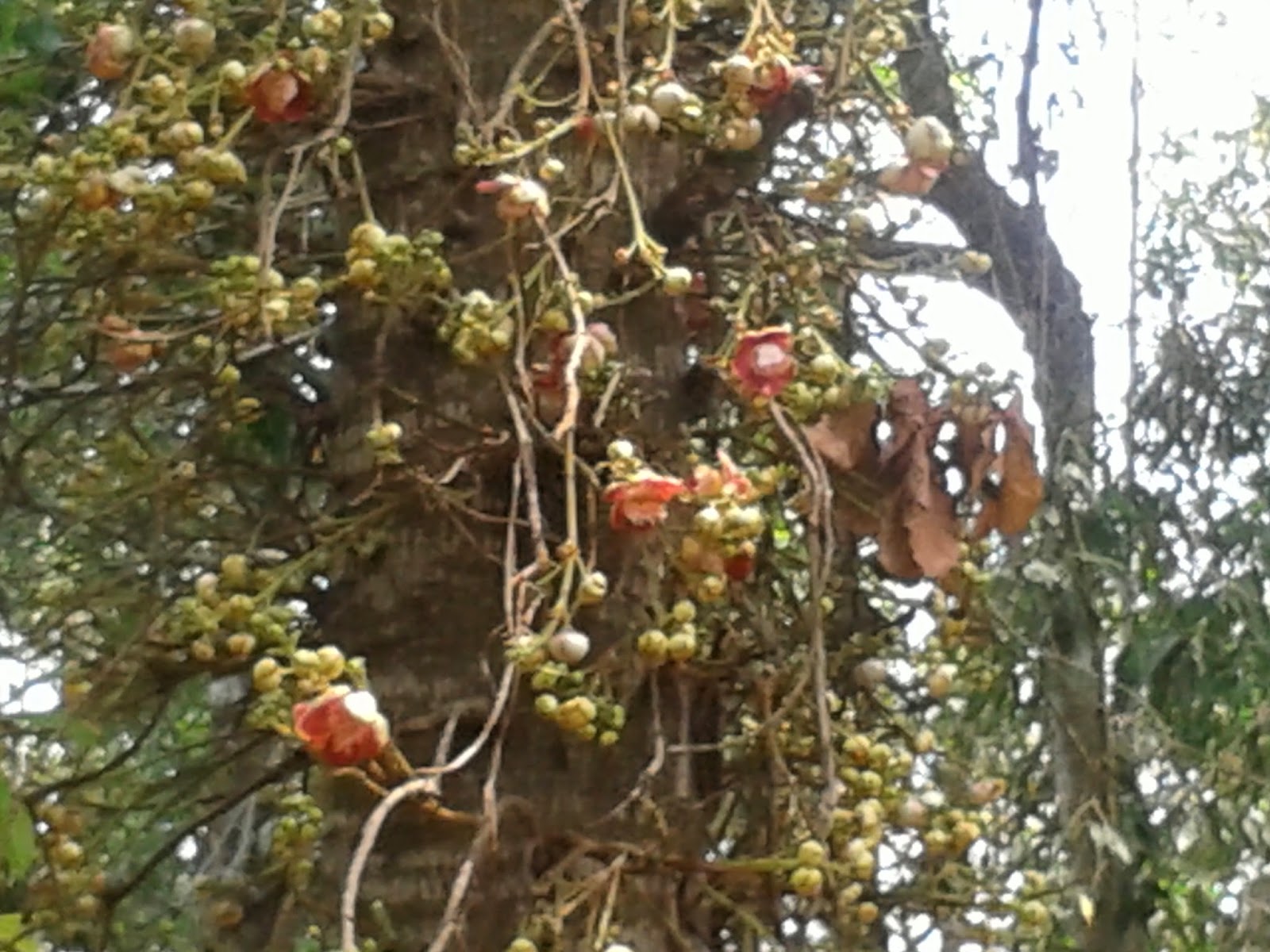 Kaleidoscope: Nagalinga Poo ( Couroupita Guianensis or cannonball tree)