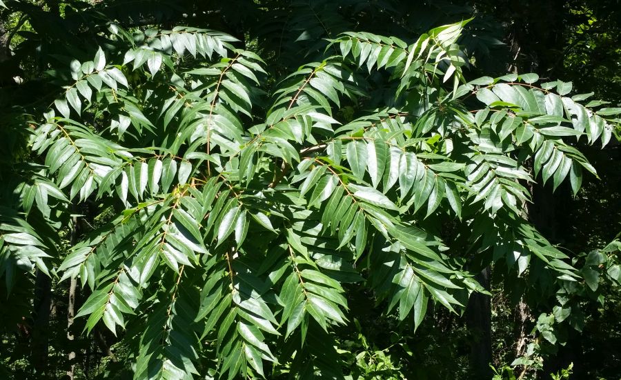Future Plants by Randy Stewart: Ailanthus