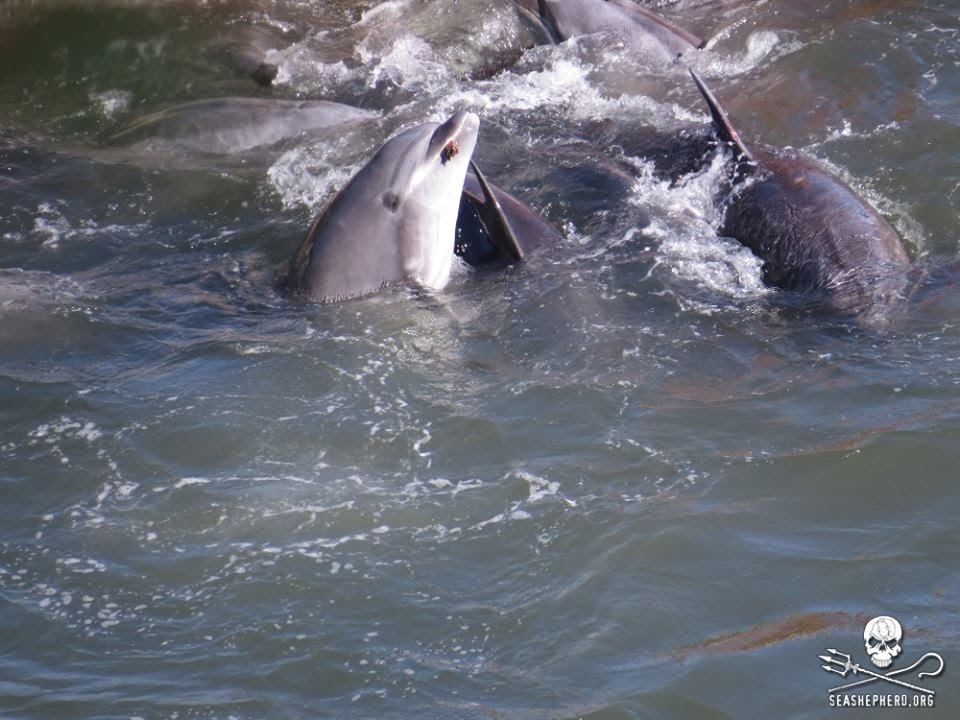 Captive Cetaceans Tragically Sad: Horrific Day at Taiji Japan for the ...
