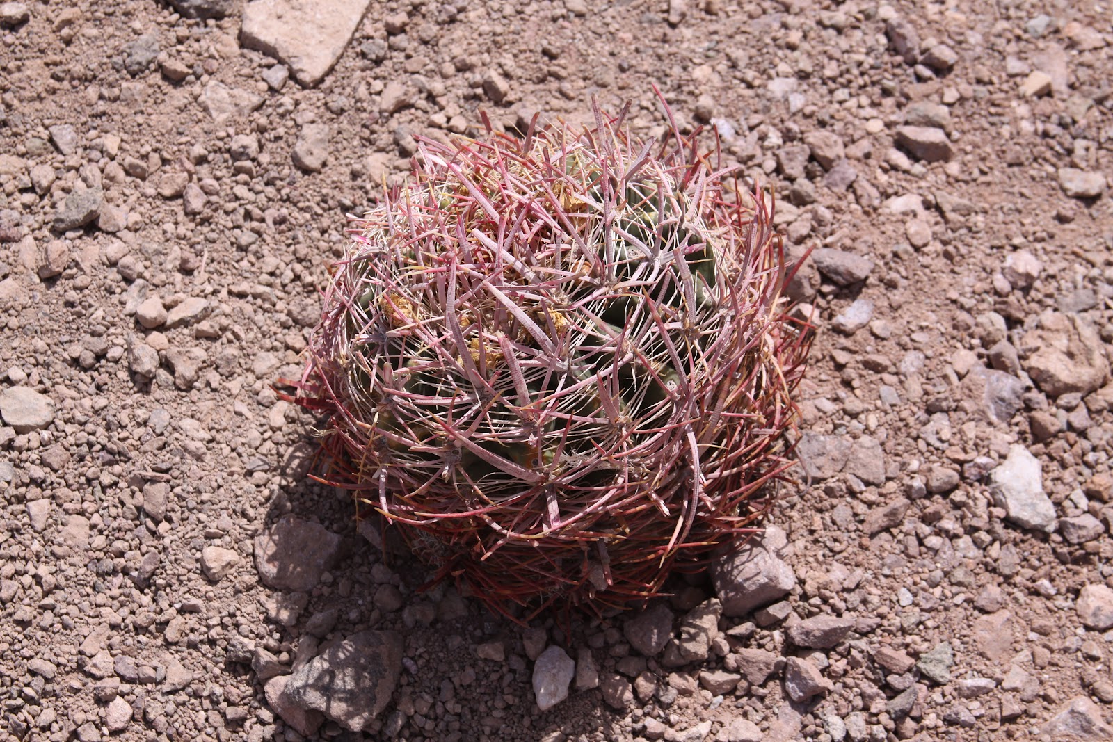 Desert Raven: Nevada & Mohave Native Cactus