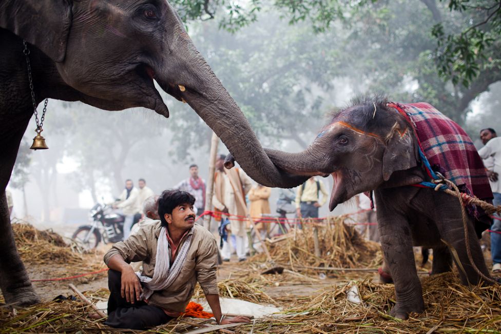 SONEPUR MELA; The largest animal Fair of ASIA: Mela in full riot...