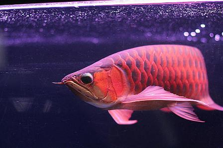 Perawatan Warna Merah Ikan Arwana Super Red | Hobi Ikan Hias