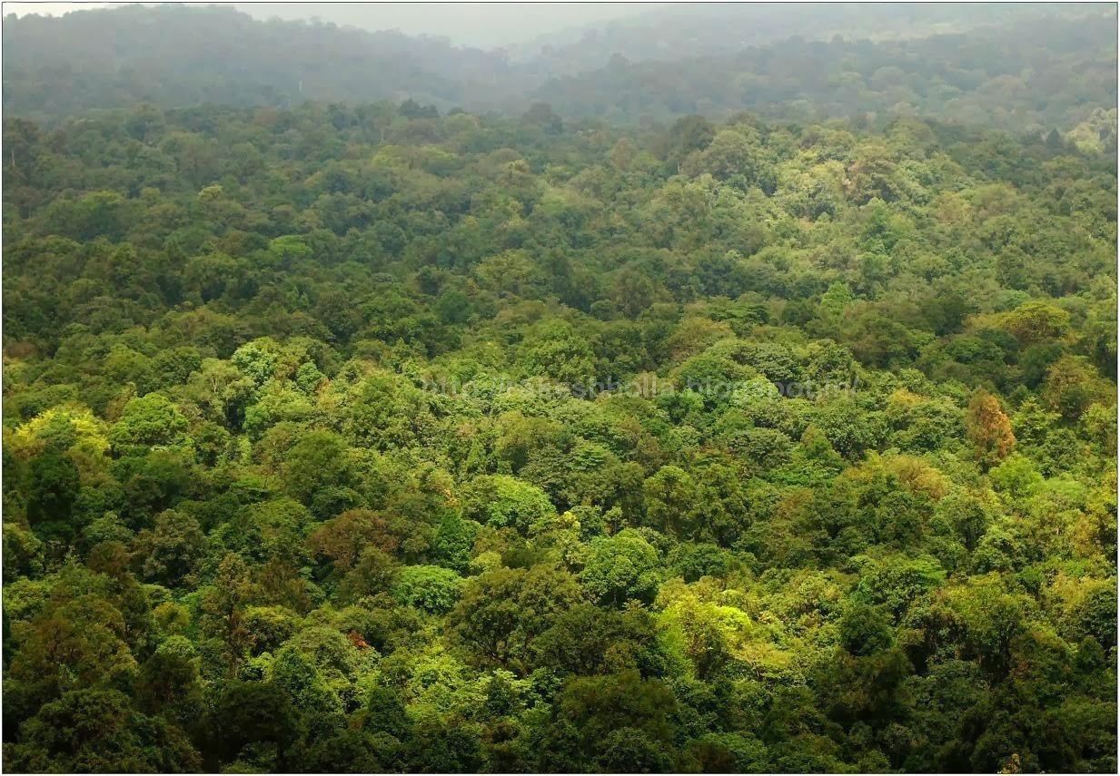 The Voice of Greenery - Trekking and Travelling in Western Ghats ...