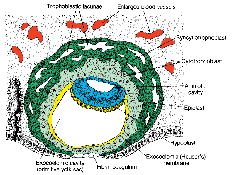 NOTA KEDOKTERAN: Perkembangan Embrio Manusia