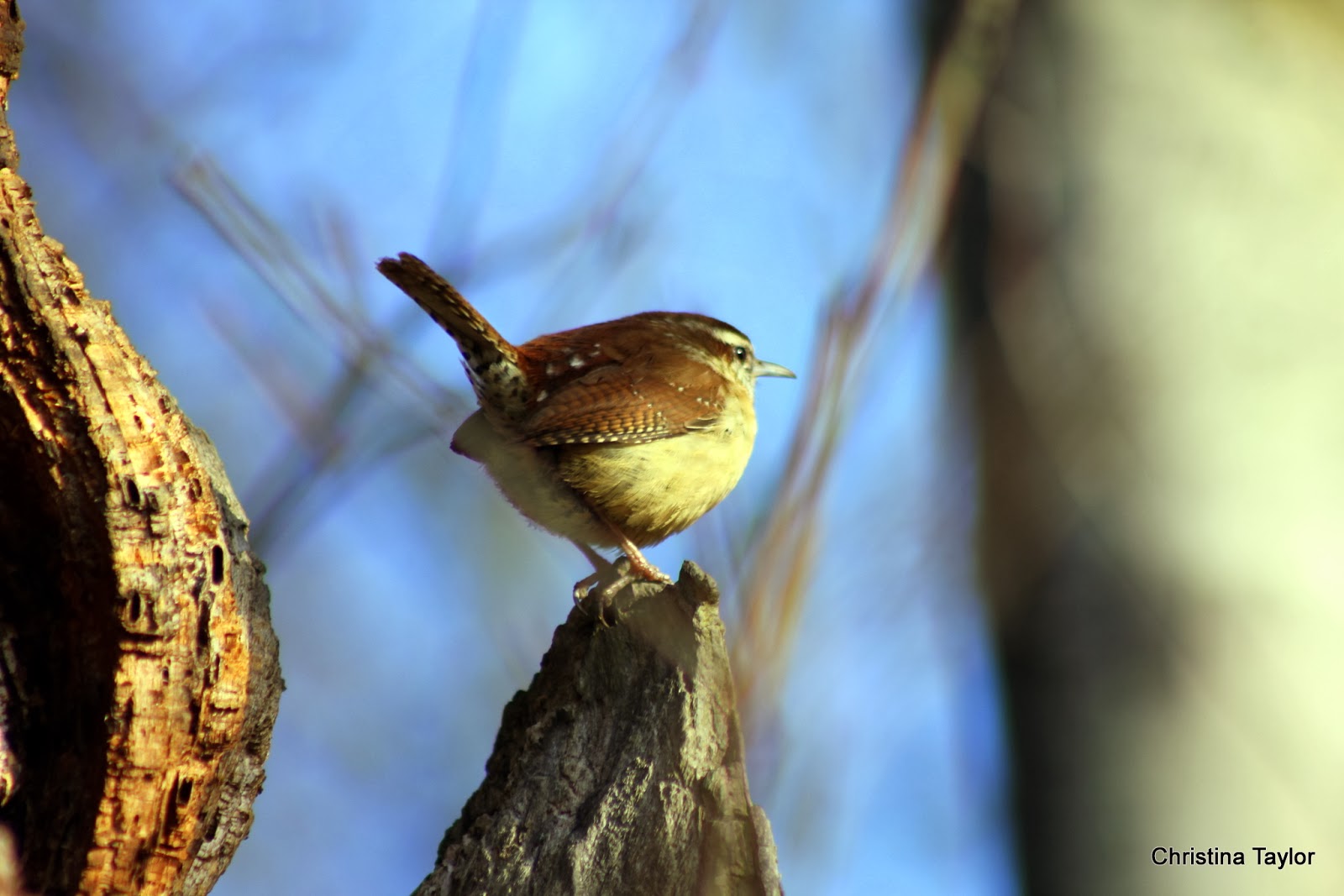 Glorious Creations: Moonin'